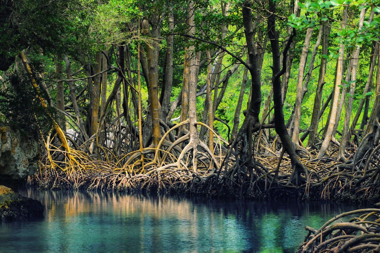 Ngetrip ke Wisata Hutan Mangrove di Indonesia, Coba 3 Rekomendasi Ini ...