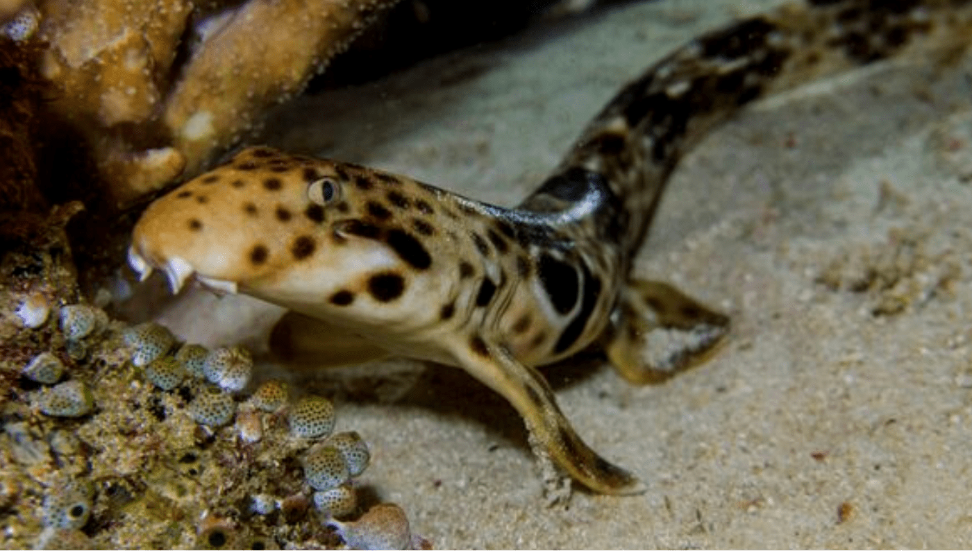 Wisata Bahari di Kawasan Timur, Menyelam Bersama Hiu Berjalan - Pigiblog