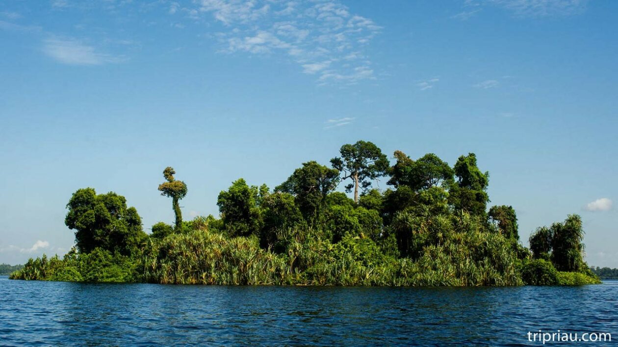 6 Aktivitas Seru di Desa Wisata Dayun dan Cicipi Brownies Semangka ...