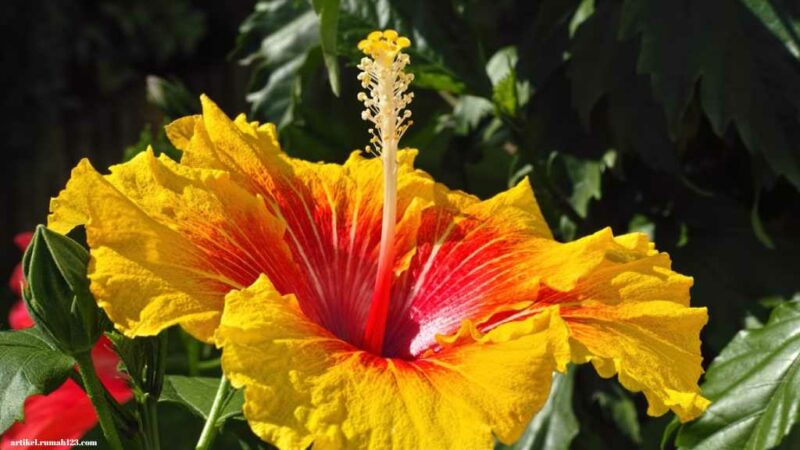 5 Manfaat Bunga Kembang Sepatu yang Perlu Kamu Tahu - Pigiblog