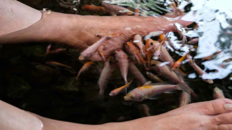 Wisata Kolam Terapi Ikan dan Manfaatnya - Pigiblog